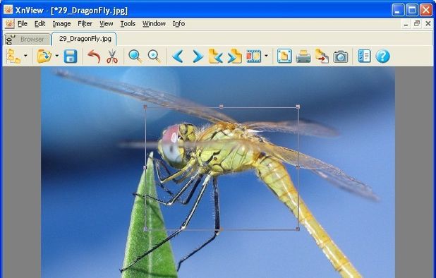 Great Windows Photo Viewer Alternatives: Top Image Viewers in 2025 ...